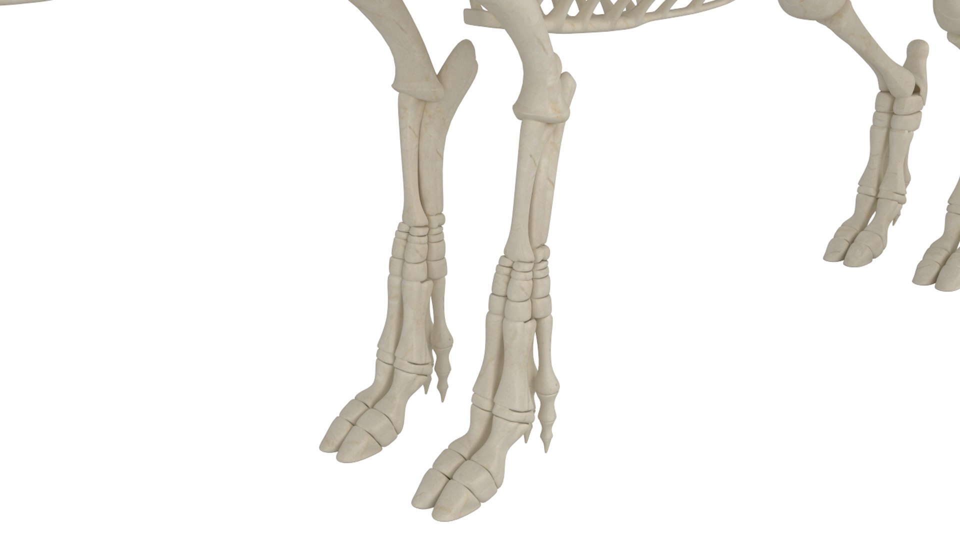 3D Pig Skeleton - TurboSquid 1658135