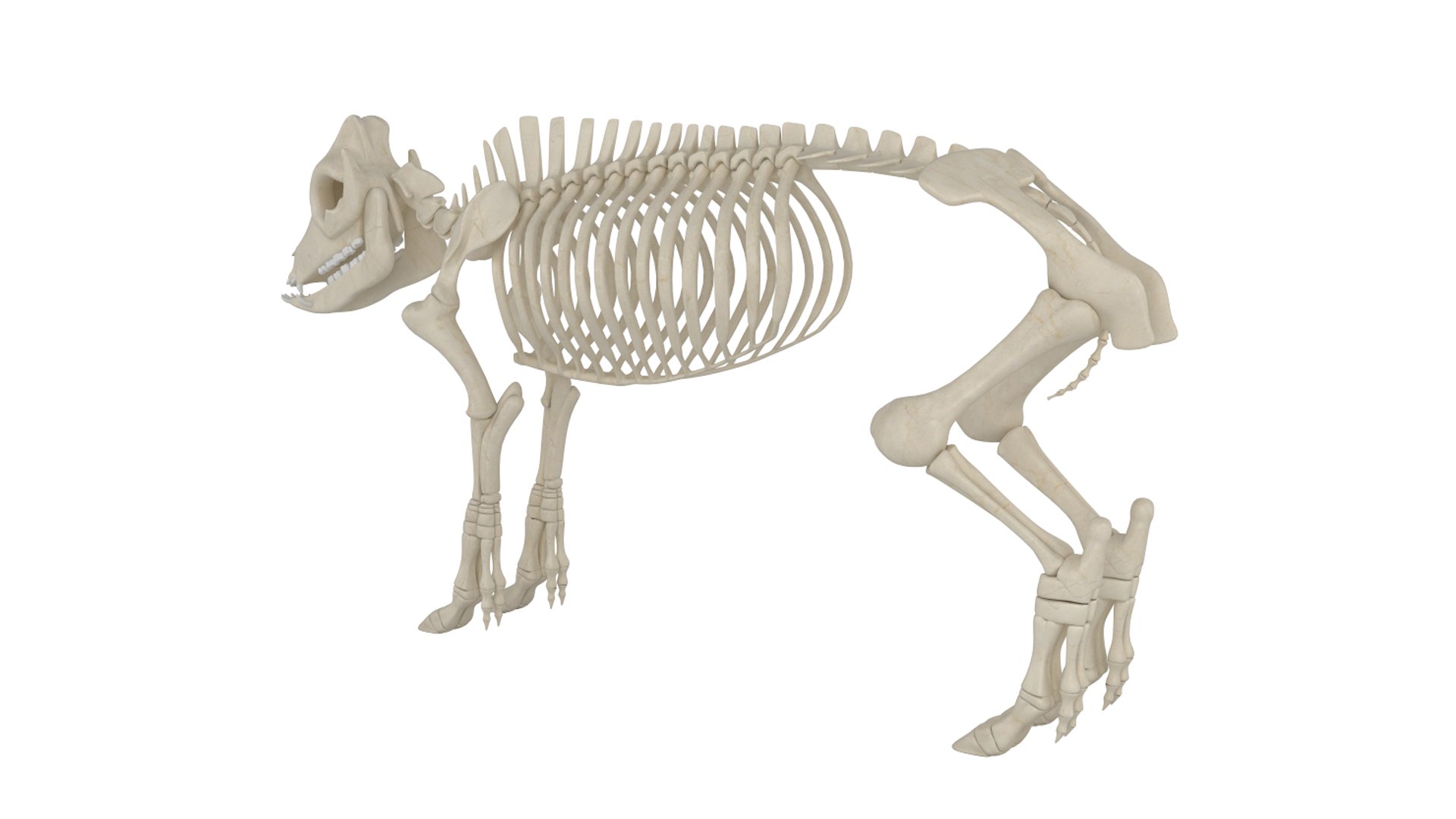 3D Pig Skeleton - TurboSquid 1658135