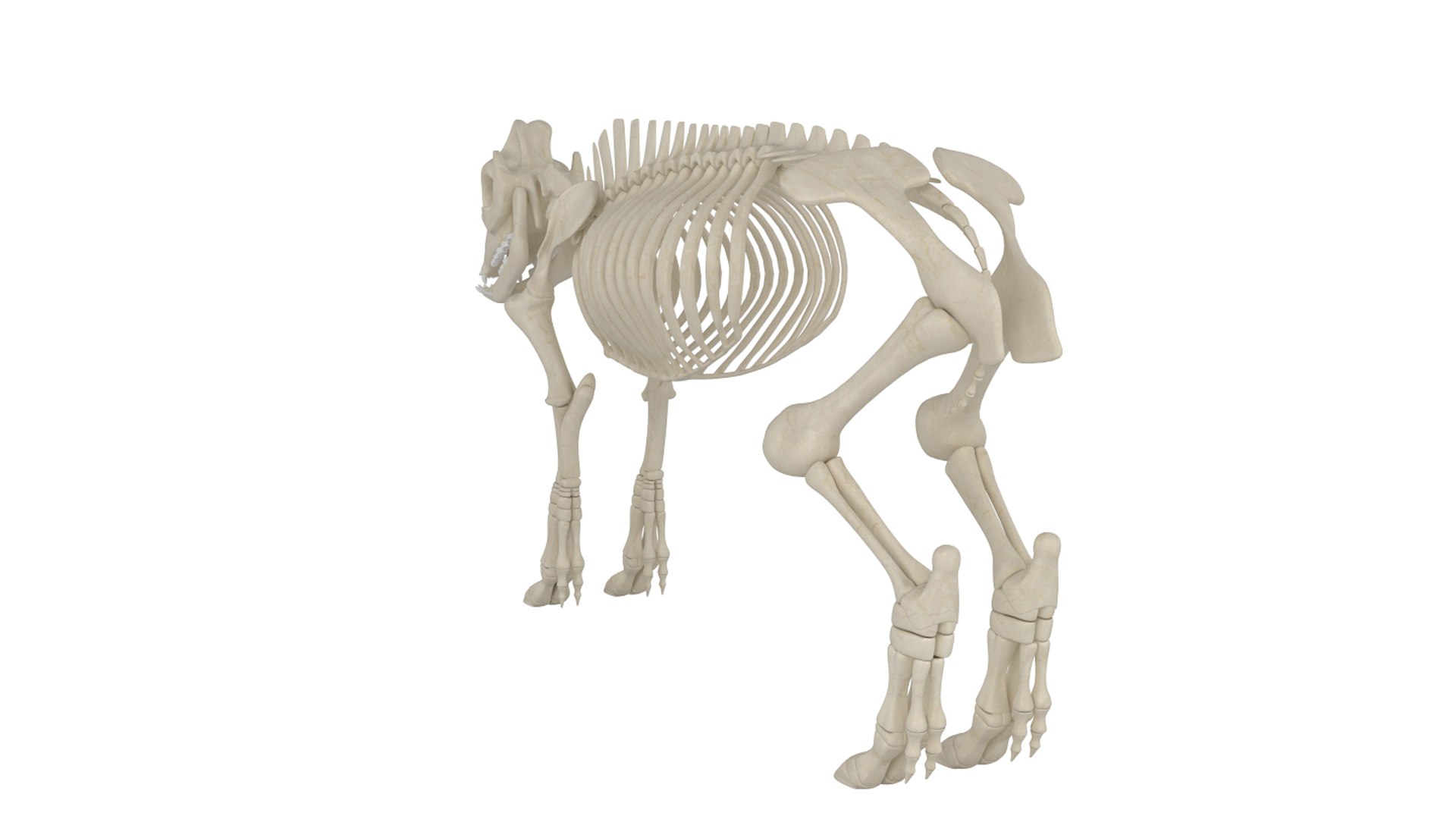 3D Pig Skeleton - TurboSquid 1658135