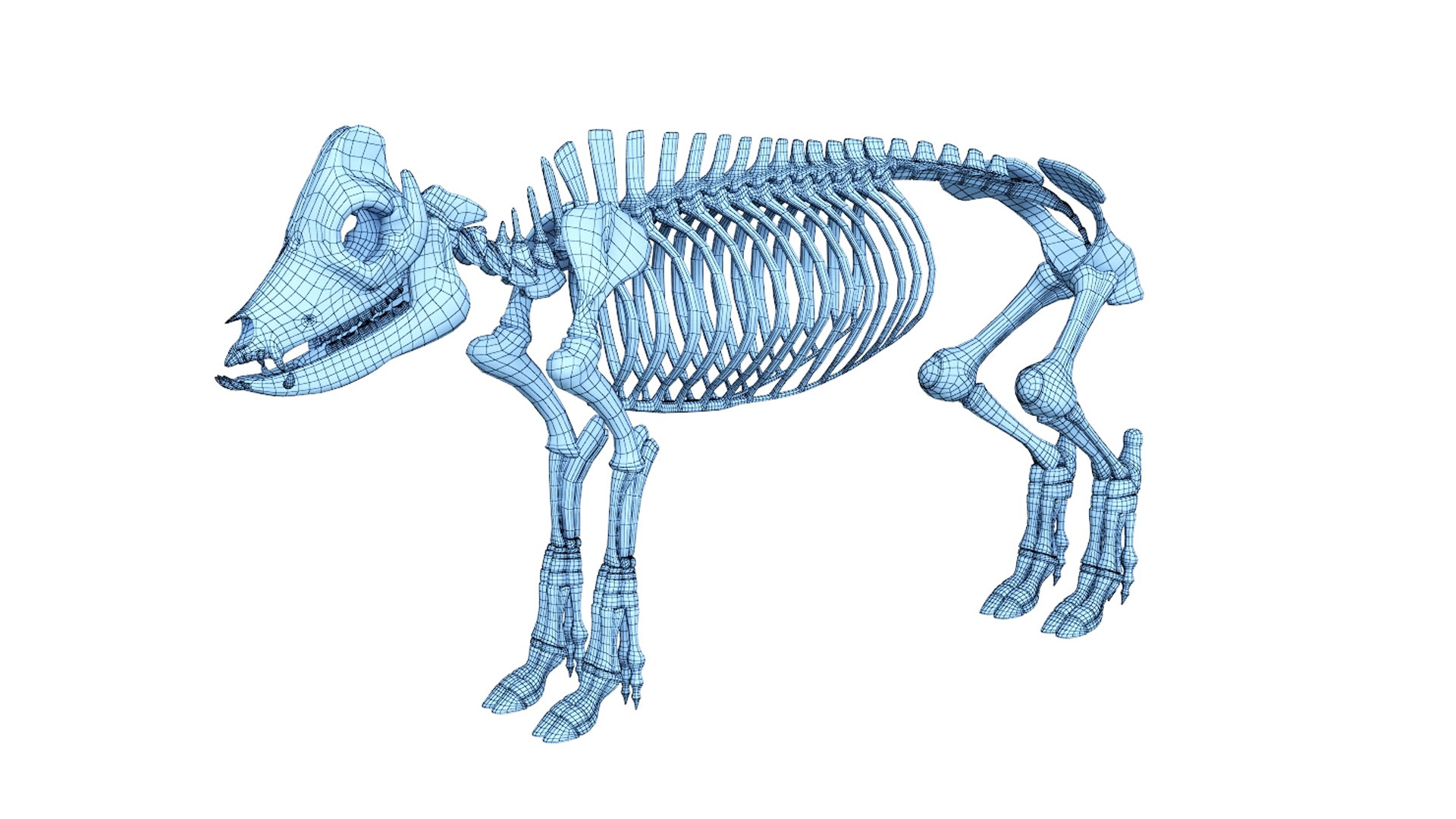 3D Pig Skeleton - TurboSquid 1658135