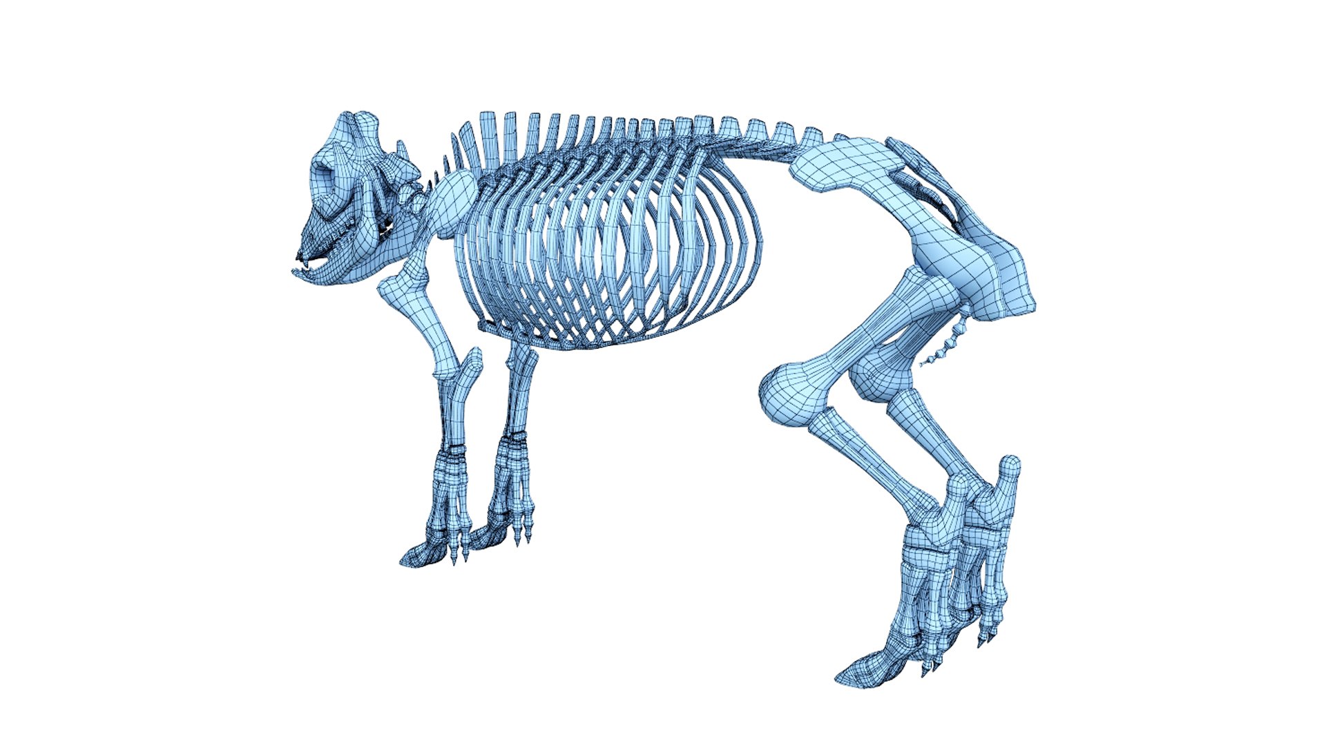 3D pig skeleton - TurboSquid 1658135