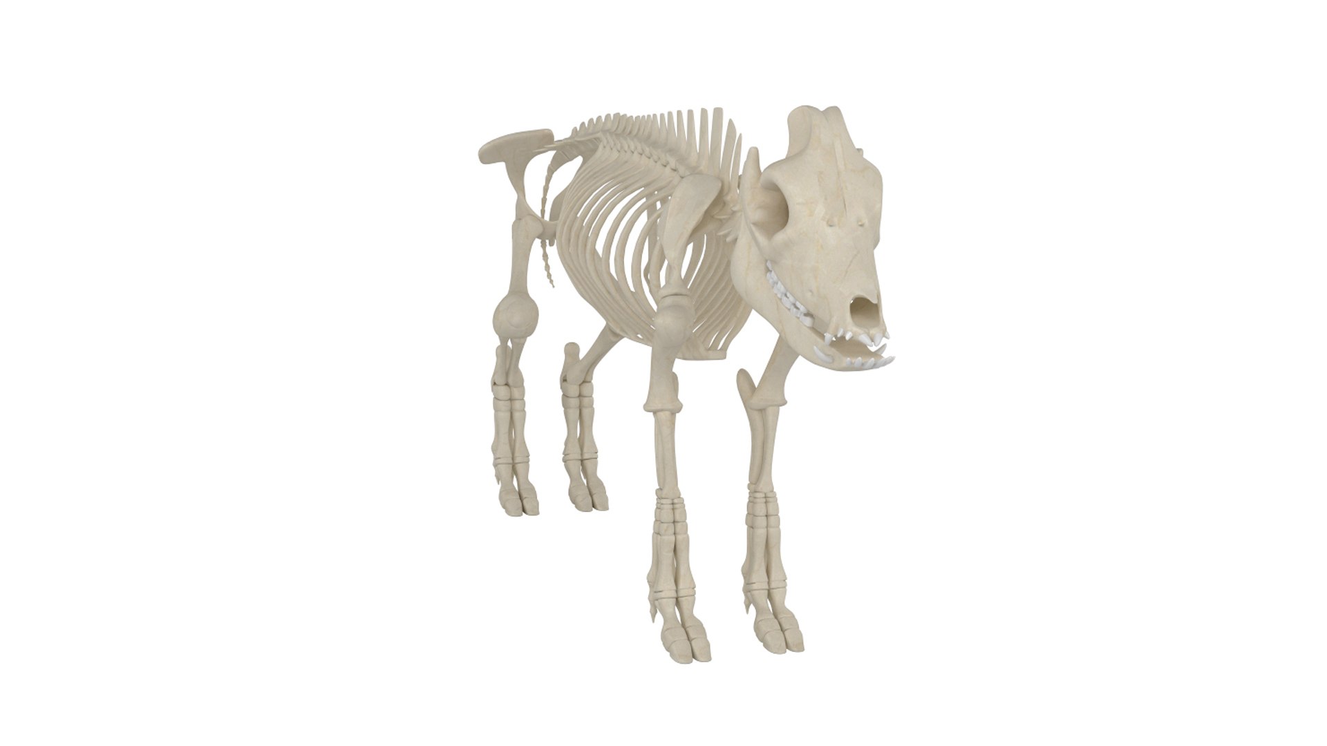 3D Pig Skeleton - TurboSquid 1658135