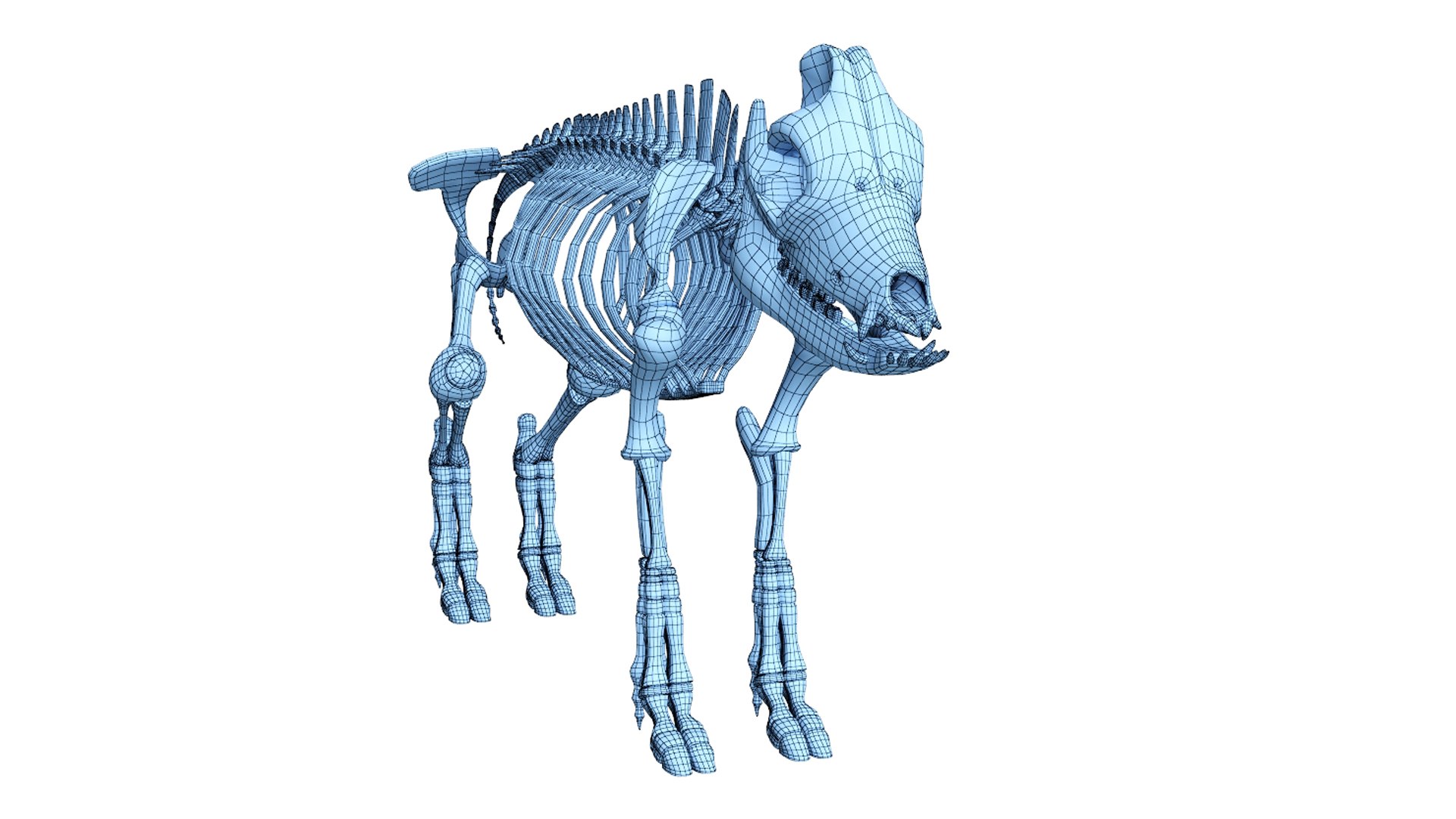 3D pig skeleton - TurboSquid 1658135