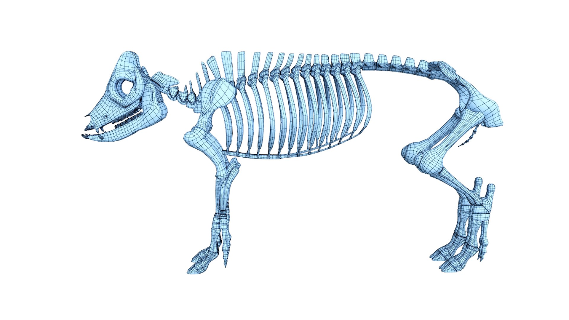 3D pig skeleton - TurboSquid 1658135