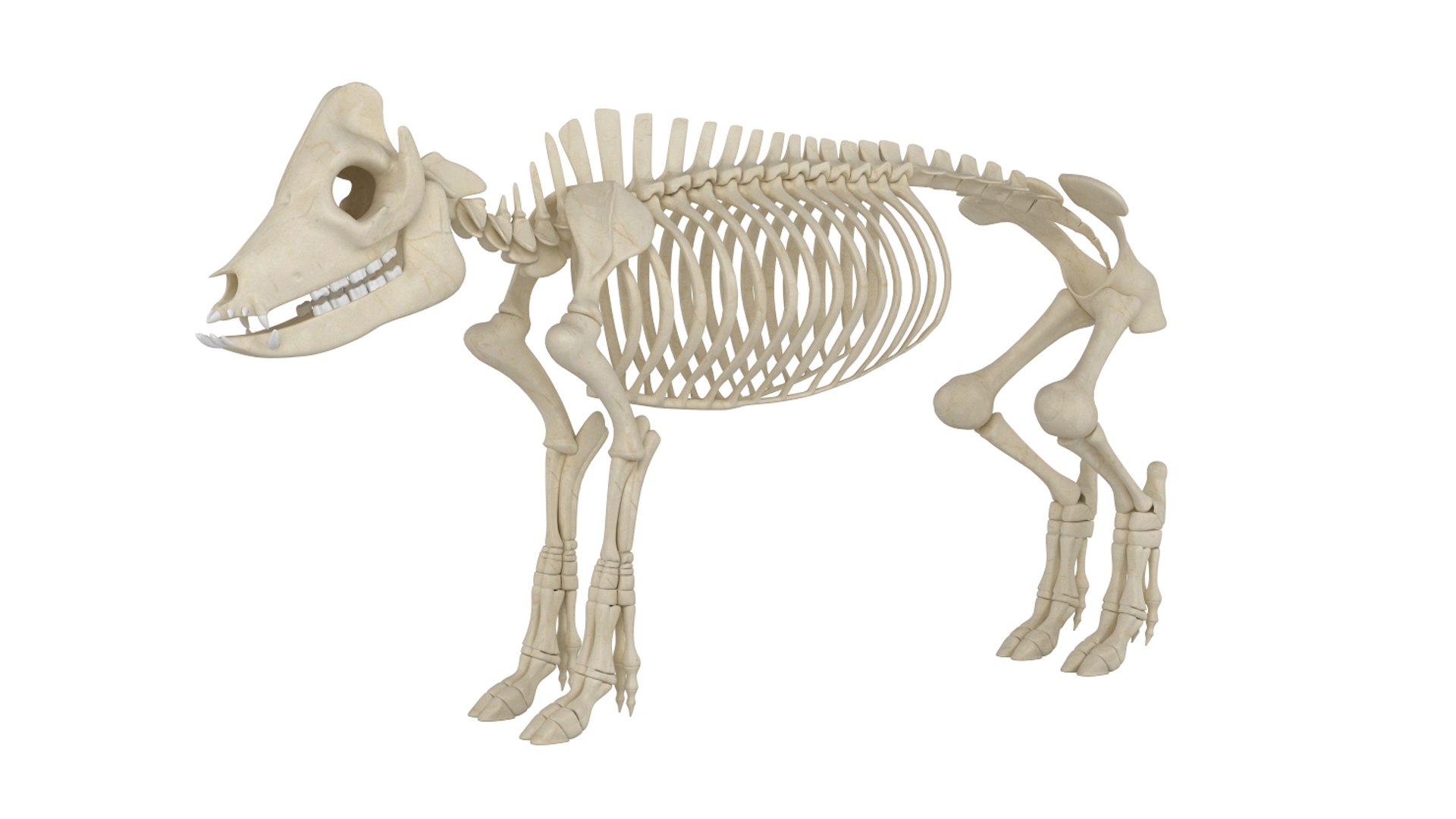 3D Pig Skeleton - TurboSquid 1658135