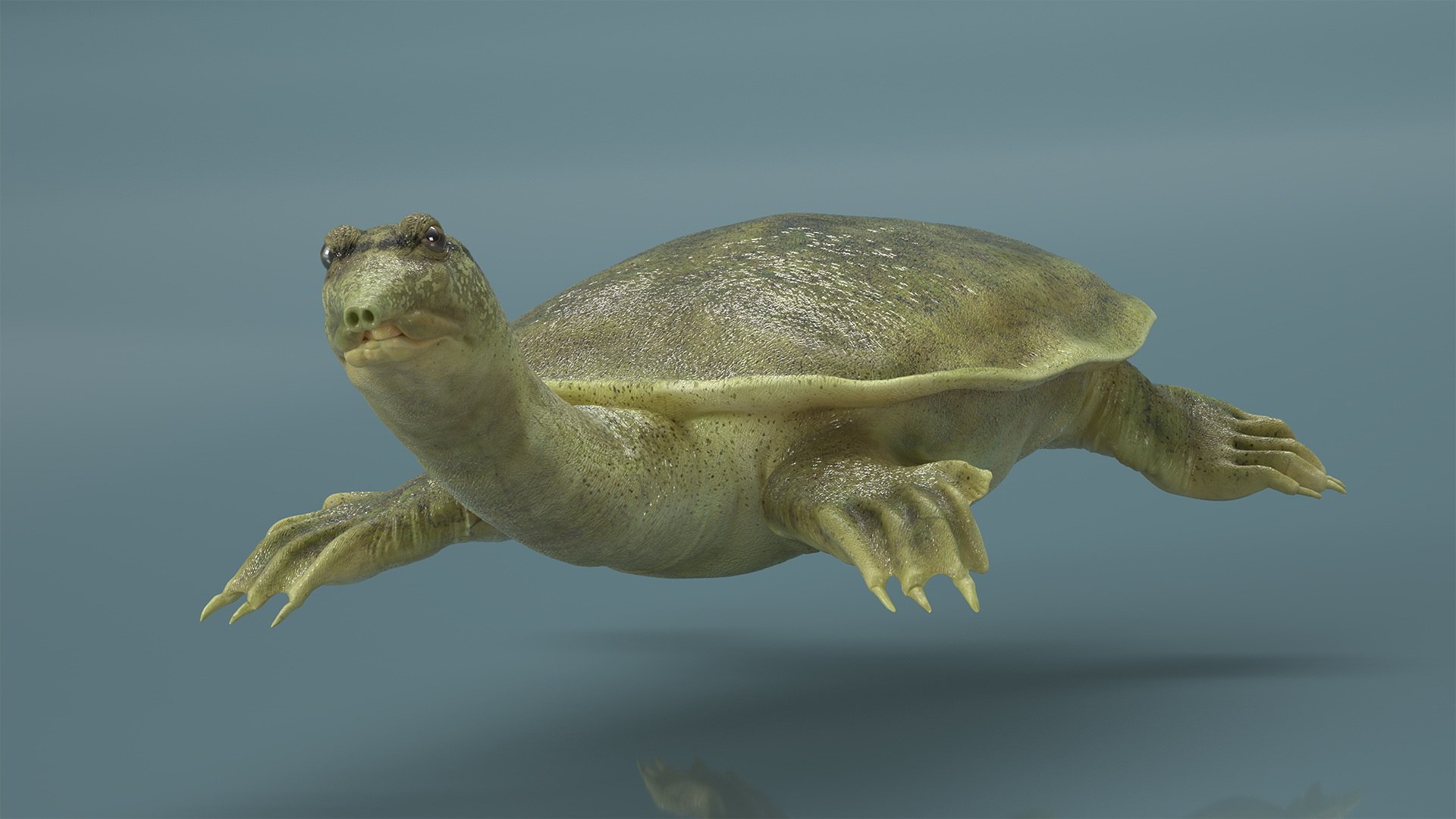 Realistic Chinese Softshell Turtle Rigged 3D Model - TurboSquid 2268855