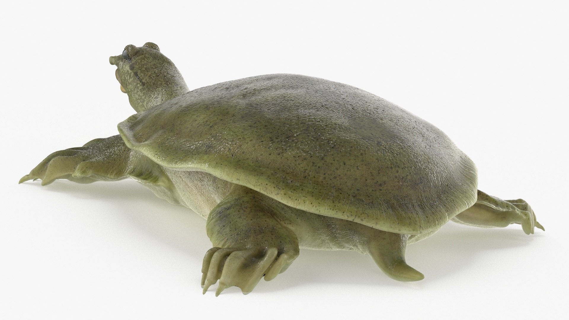Realistic Chinese Softshell Turtle Rigged 3D Model - TurboSquid 2268855