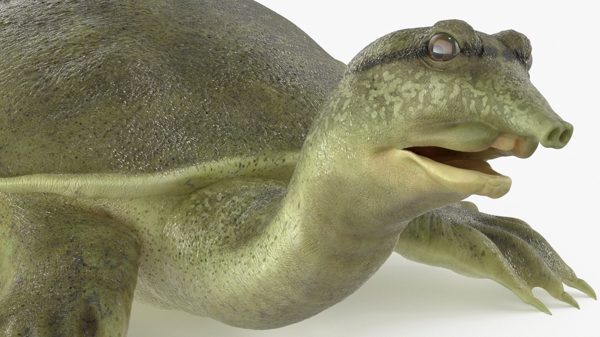 Realistic Chinese Softshell Turtle Rigged 3D Model - TurboSquid 2268855