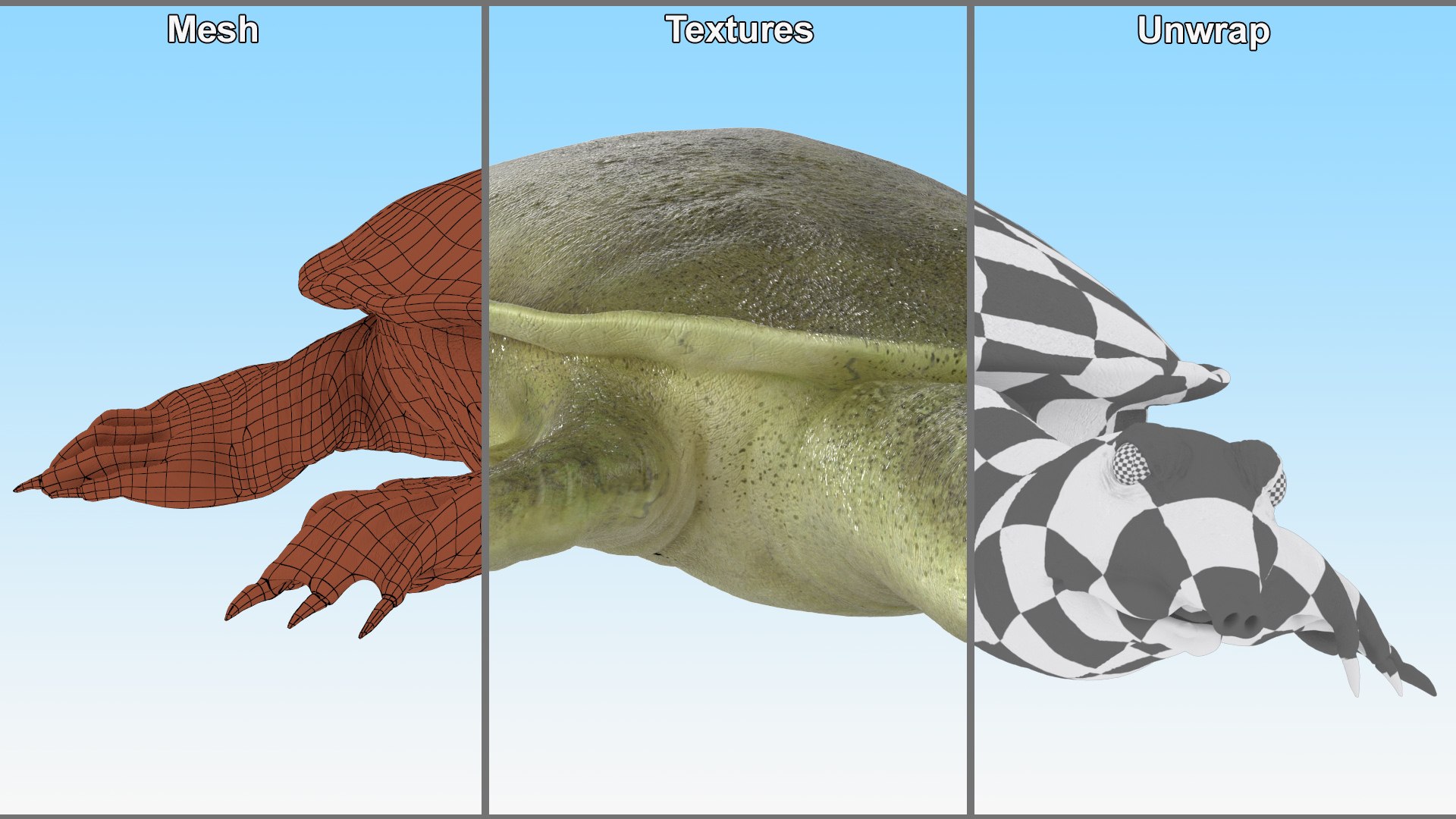 Realistic Chinese Softshell Turtle Rigged 3D Model - TurboSquid 2268855