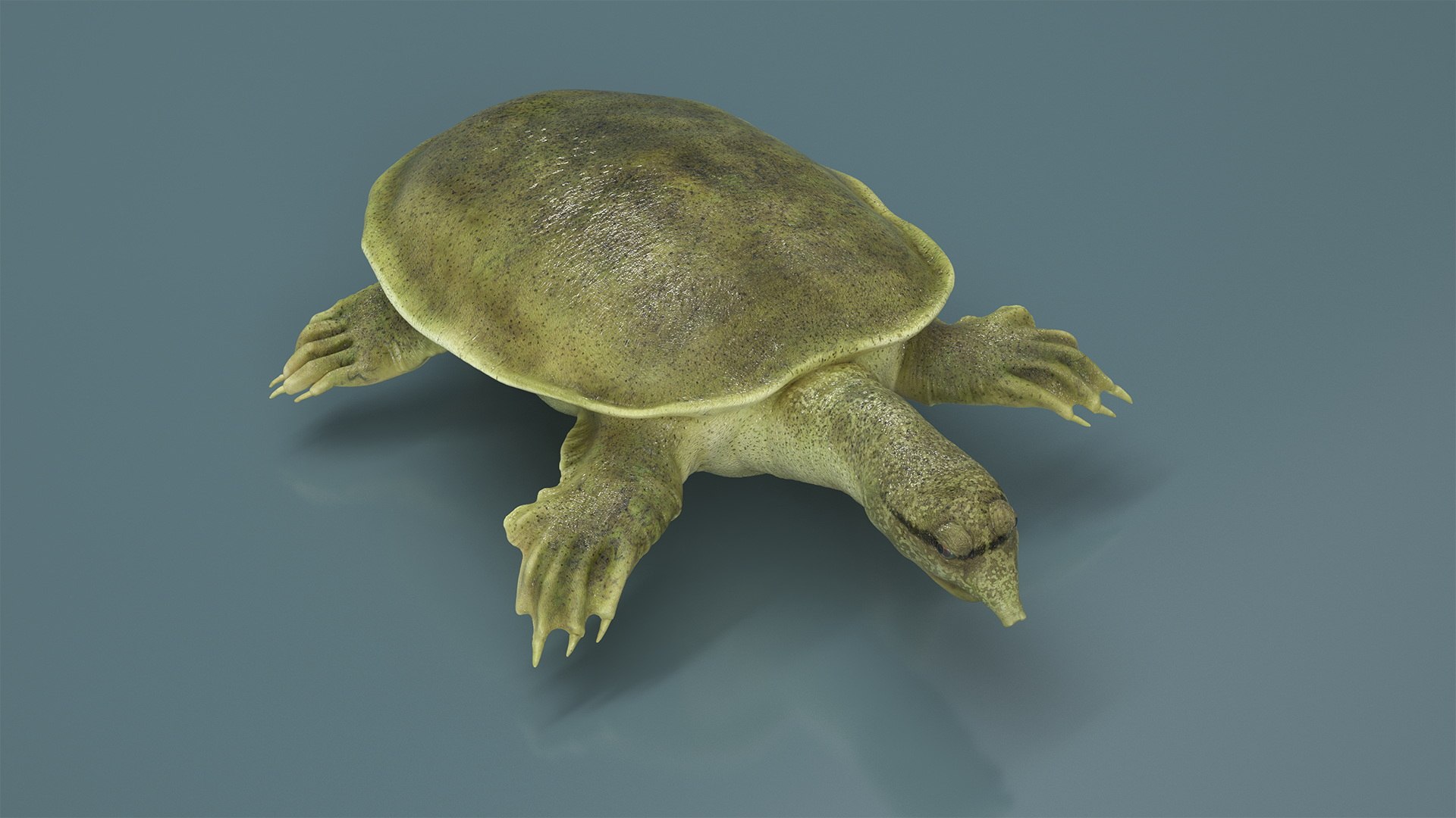 Realistic Chinese Softshell Turtle Rigged 3D Model - TurboSquid 2268855