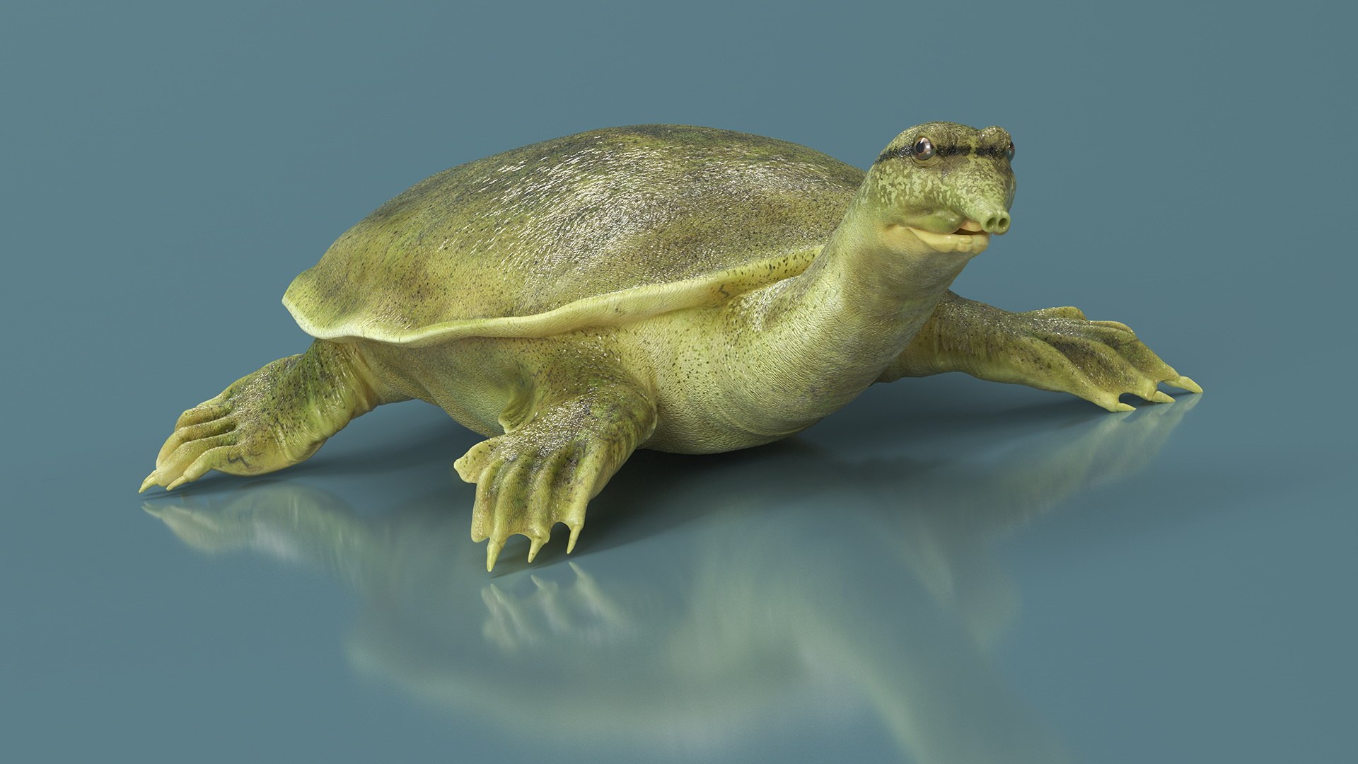 Realistic Chinese Softshell Turtle Rigged 3D Model - TurboSquid 2268855