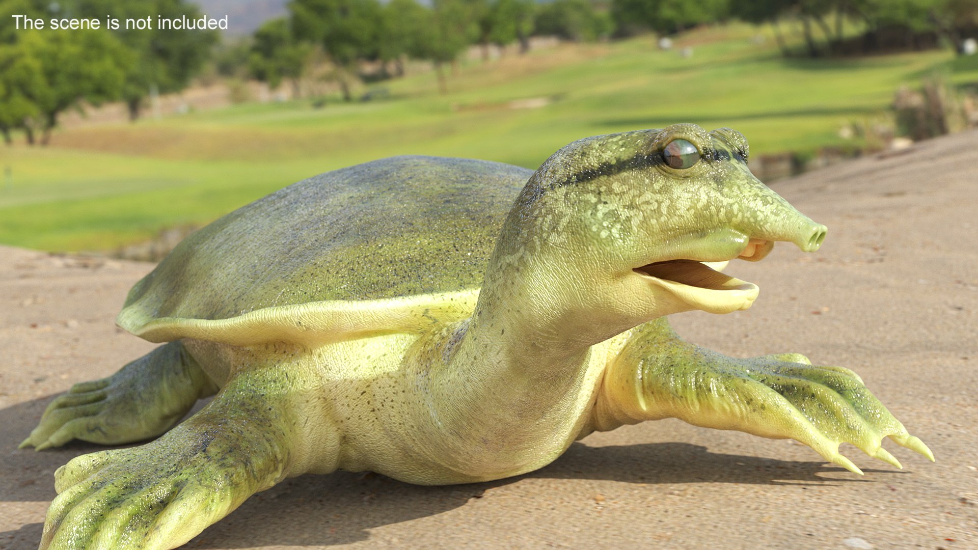 Realistic Chinese Softshell Turtle Rigged 3D Model - TurboSquid 2268855