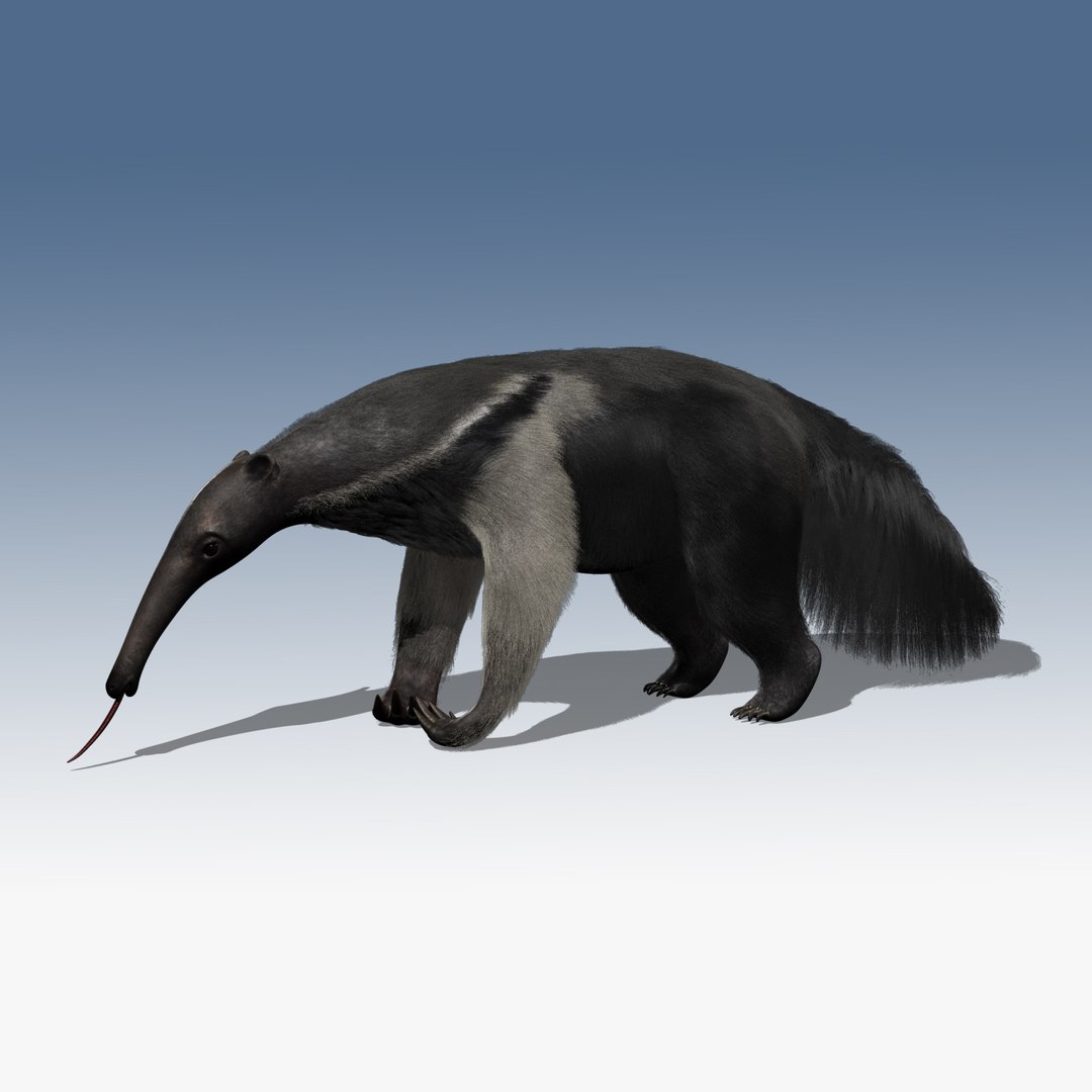 Giant Anteater Obj