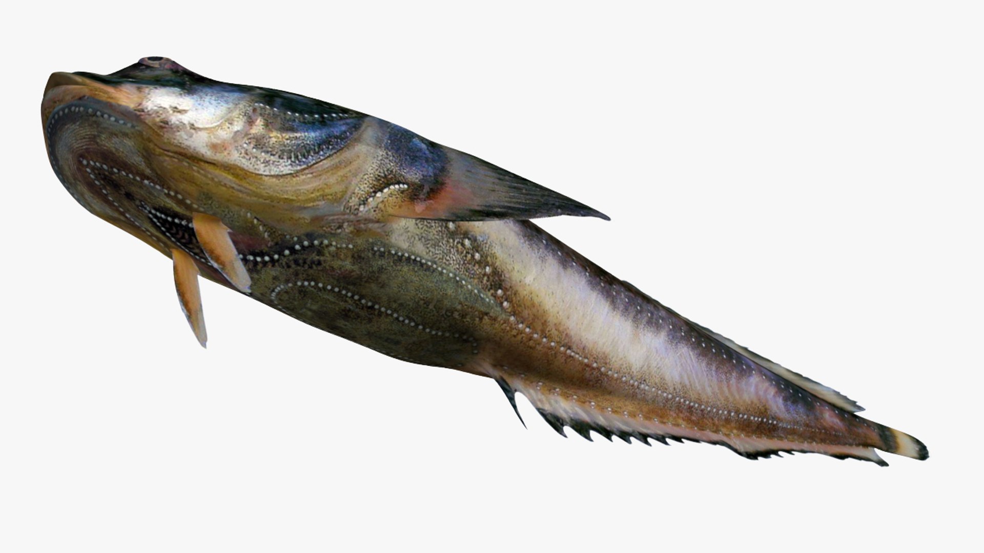 3D Saltwater Fish Collection 27 Model - TurboSquid 1837832