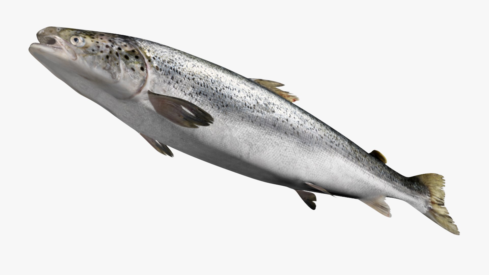 3D Saltwater Fish Collection 27 model - TurboSquid 1837832