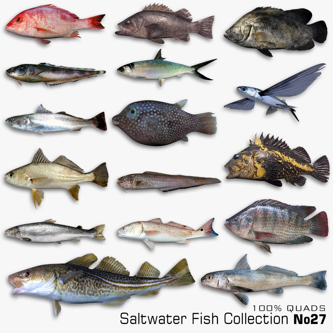 3D Saltwater Fish Collection 27 model - TurboSquid 1837832