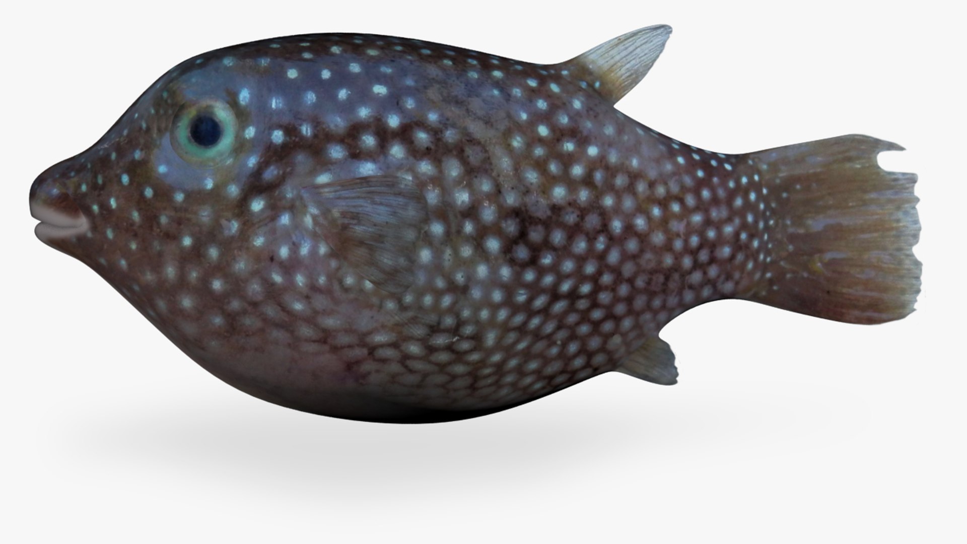 3D Saltwater Fish Collection 27 model - TurboSquid 1837832