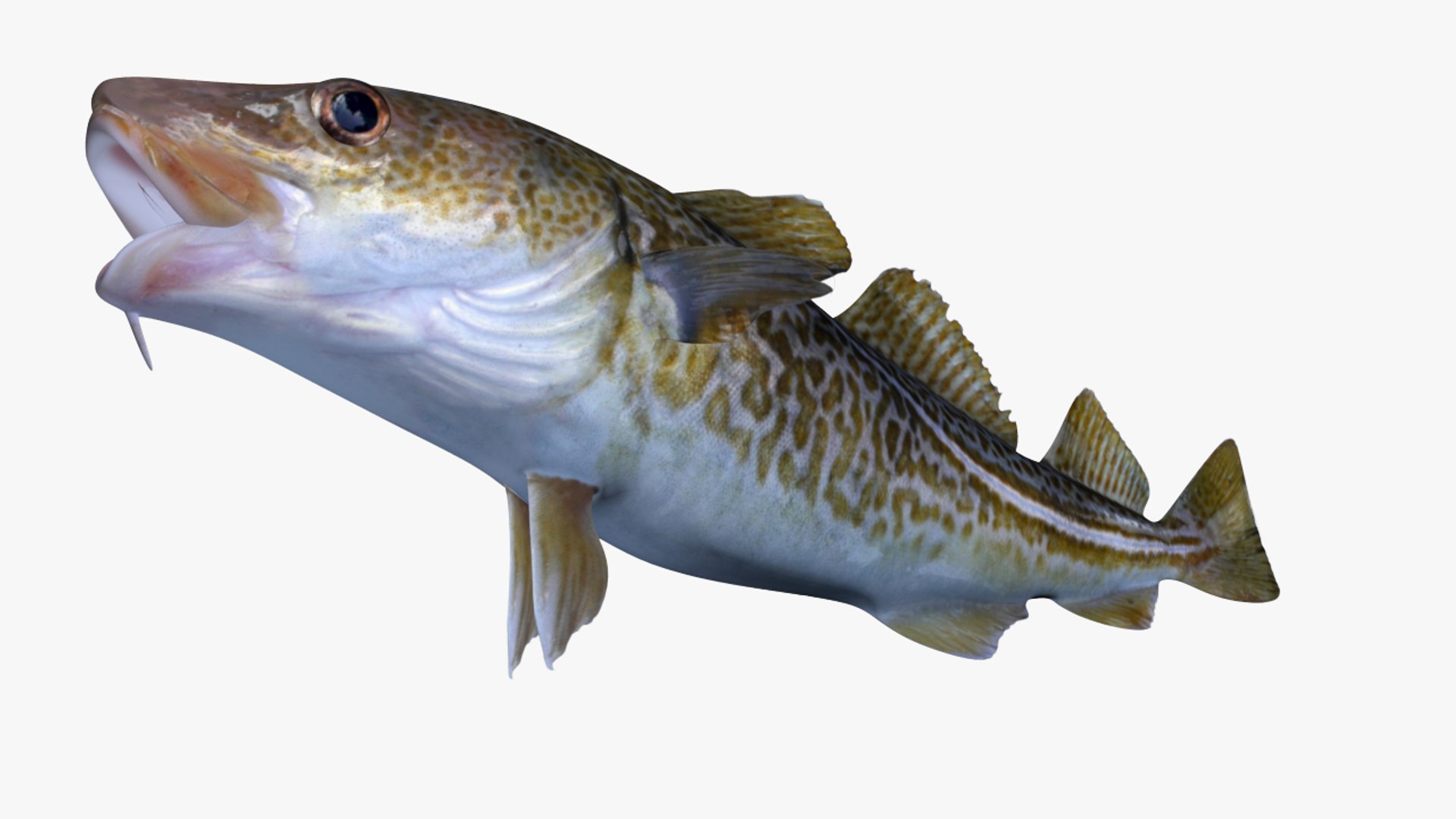 3D Saltwater Fish Collection 27 model - TurboSquid 1837832