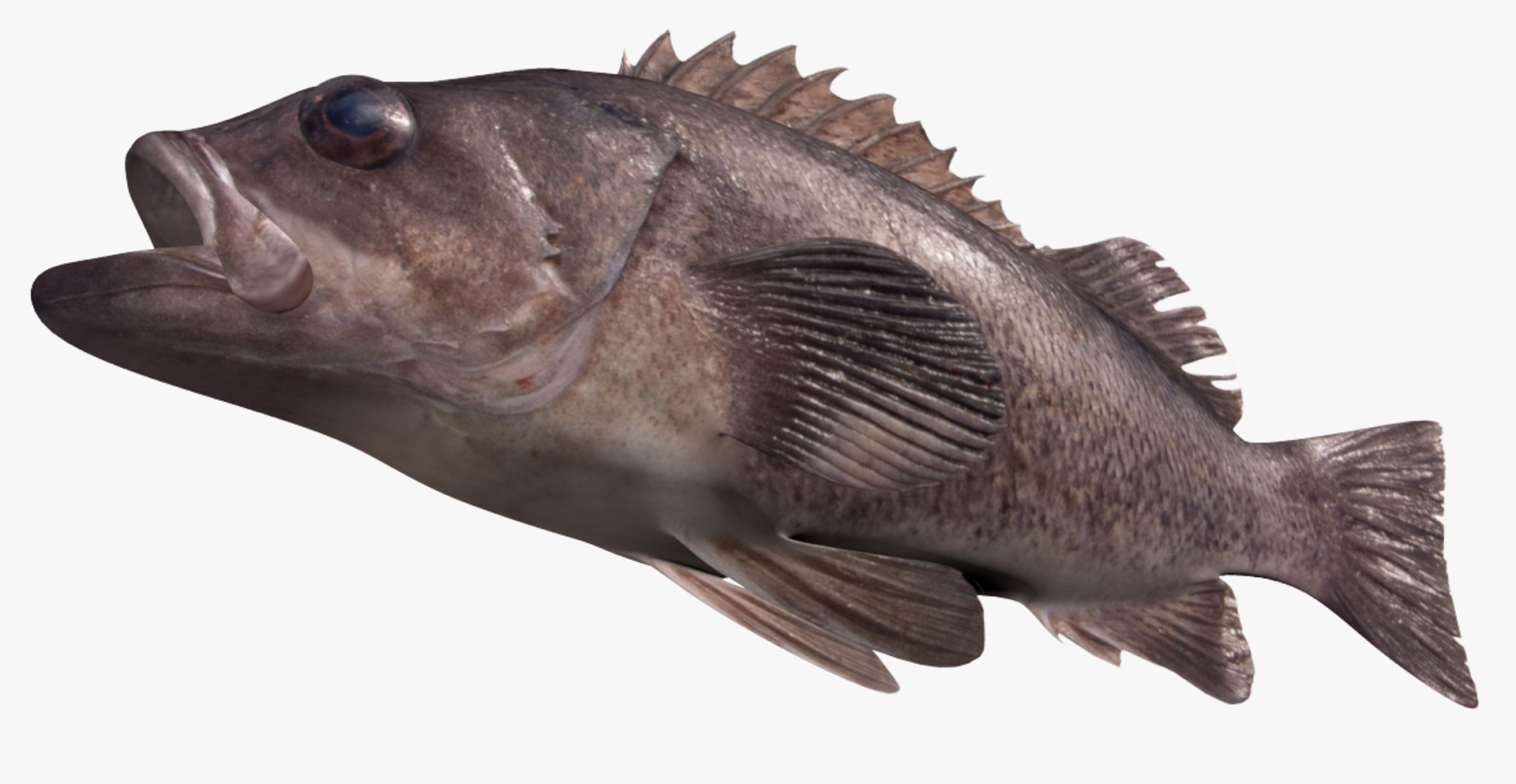 3D Saltwater Fish Collection 27 model - TurboSquid 1837832