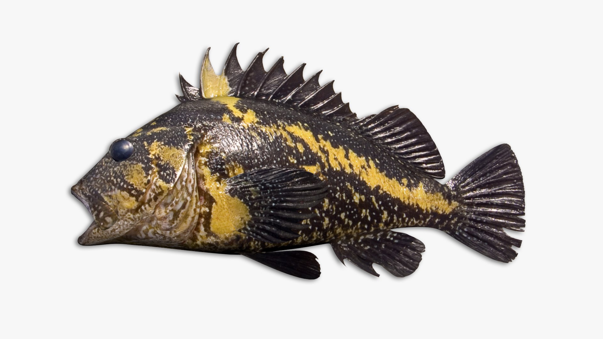 3D Saltwater Fish Collection 27 model - TurboSquid 1837832