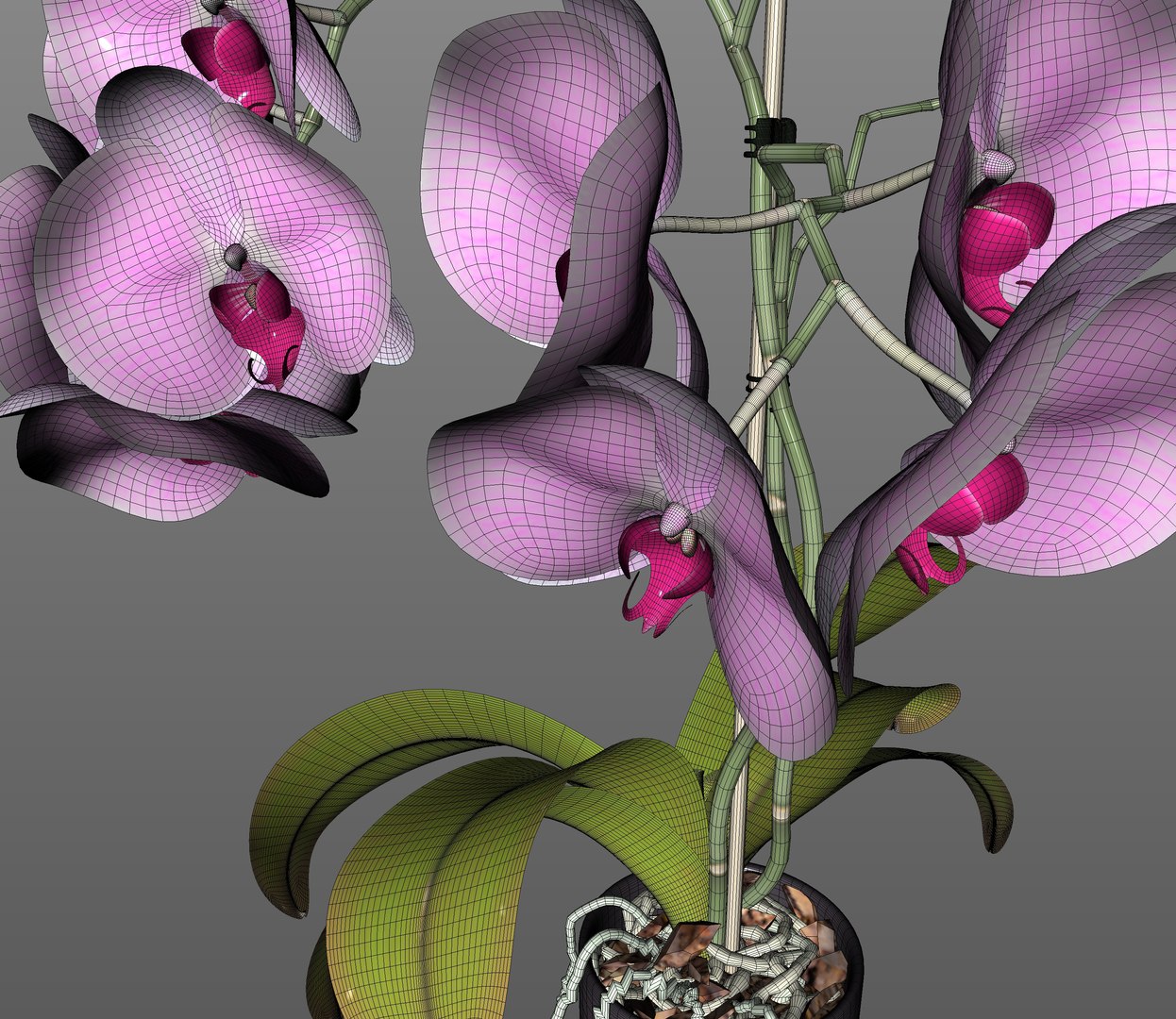 Orchid In Pot 3D Model - TurboSquid 2245518