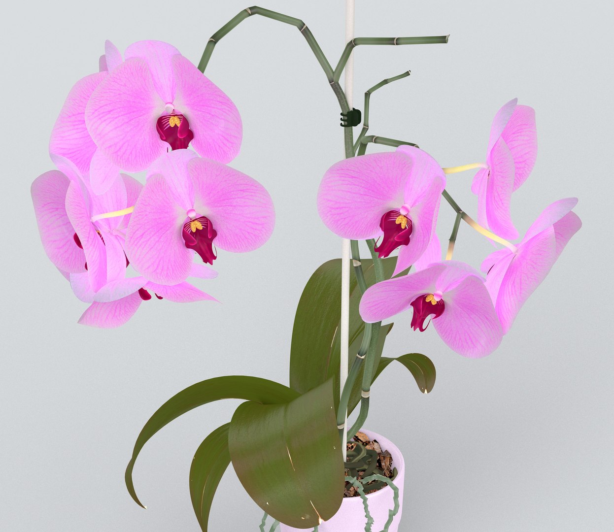Orchid In Pot 3D Model - TurboSquid 2245518