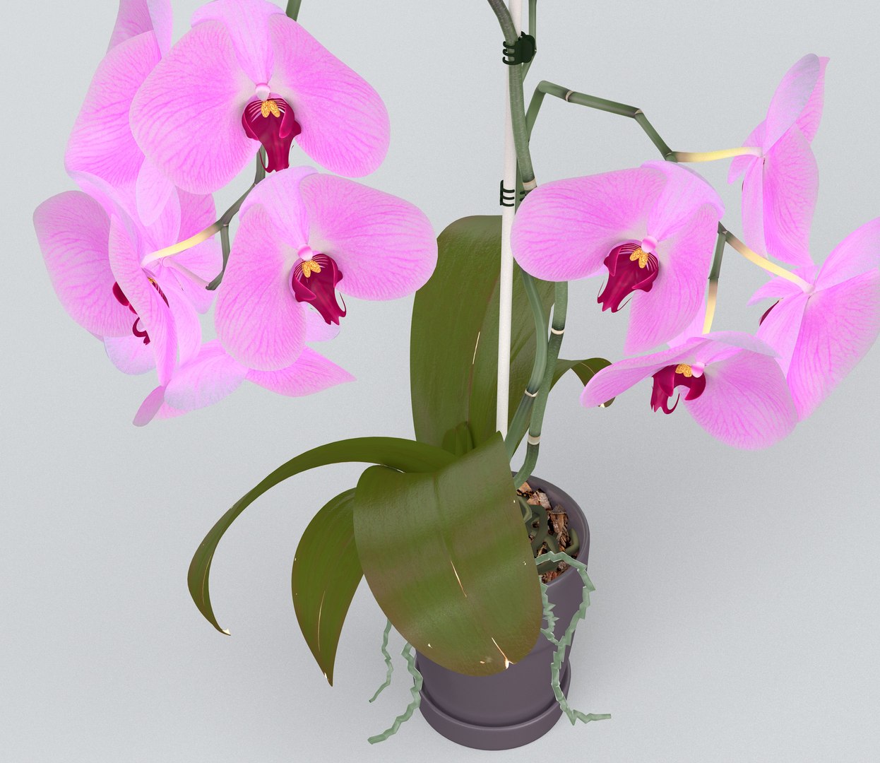 Orchid In Pot 3D Model - TurboSquid 2245518