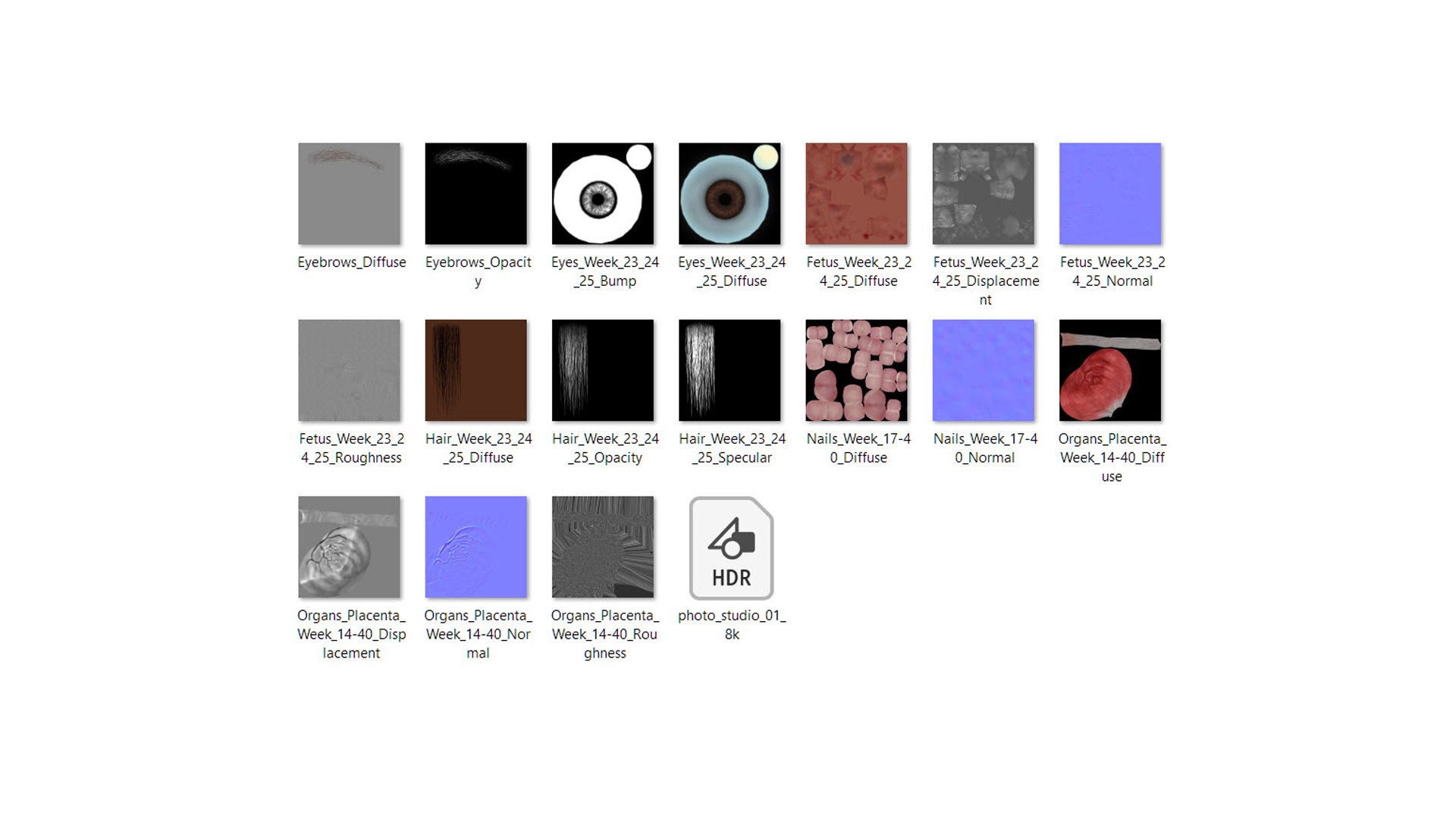 Fetus Week 24 Static 3D model - TurboSquid 1871377