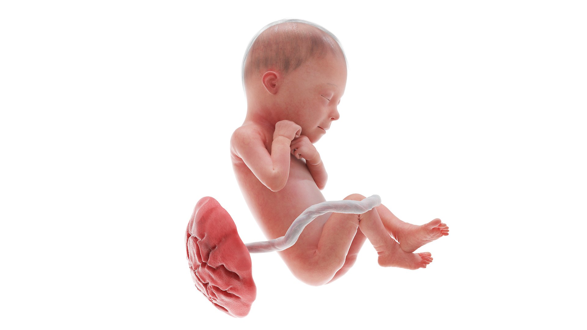 Fetus Week 24 Static 3D model - TurboSquid 1871377