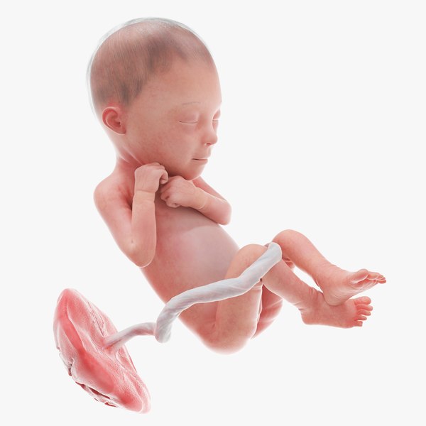 Fetus Week 24 Static 3D model - TurboSquid 1871377