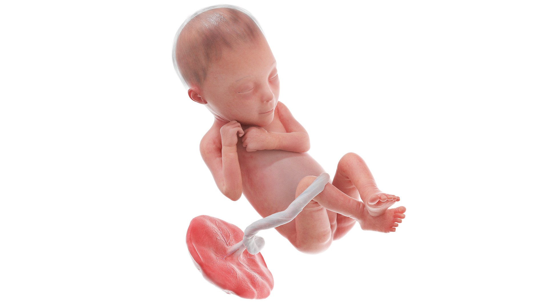 Fetus Week 24 Static 3D model - TurboSquid 1871377