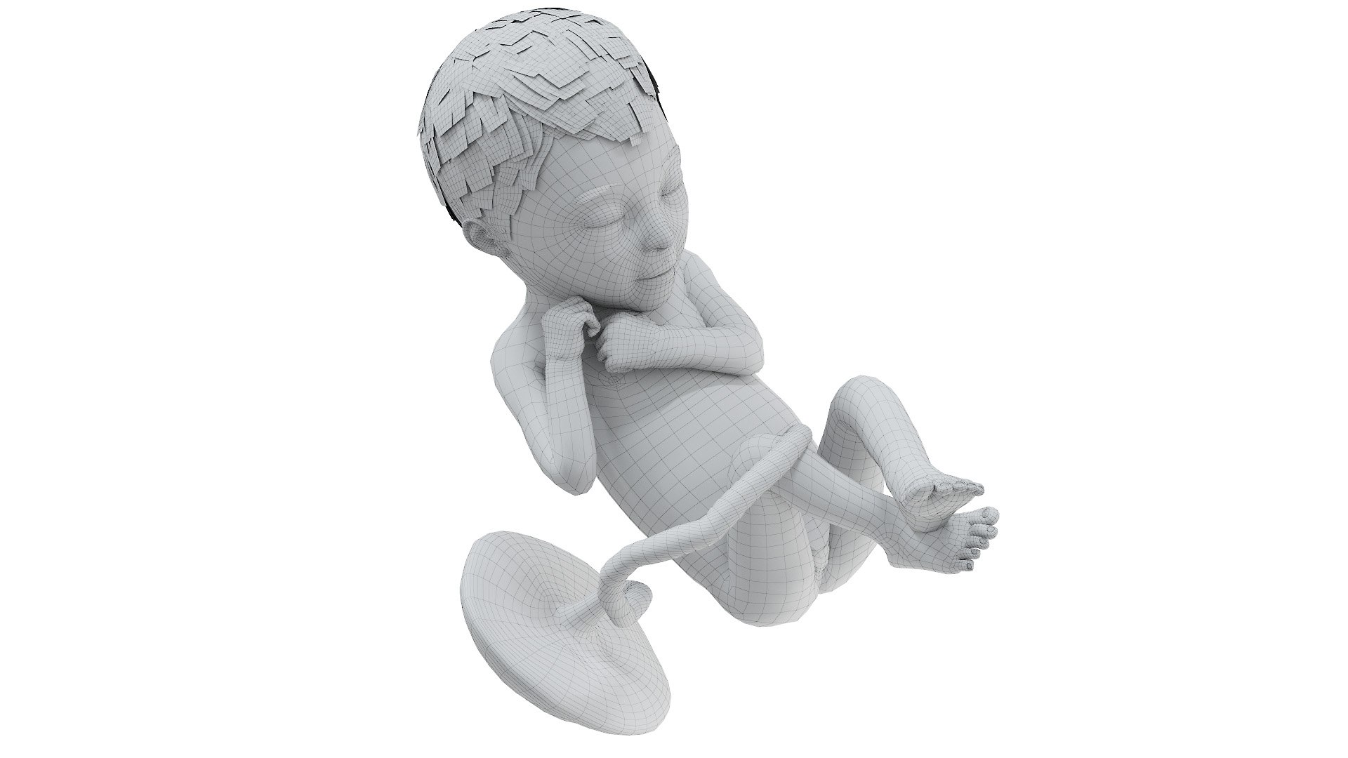 Fetus Week 24 Static 3D model - TurboSquid 1871377