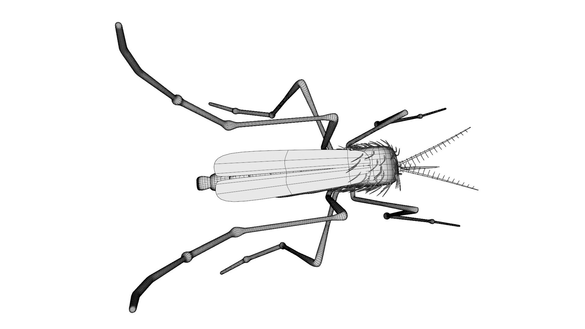 Mosquito Insect Invertebrate 3D - TurboSquid 1581796
