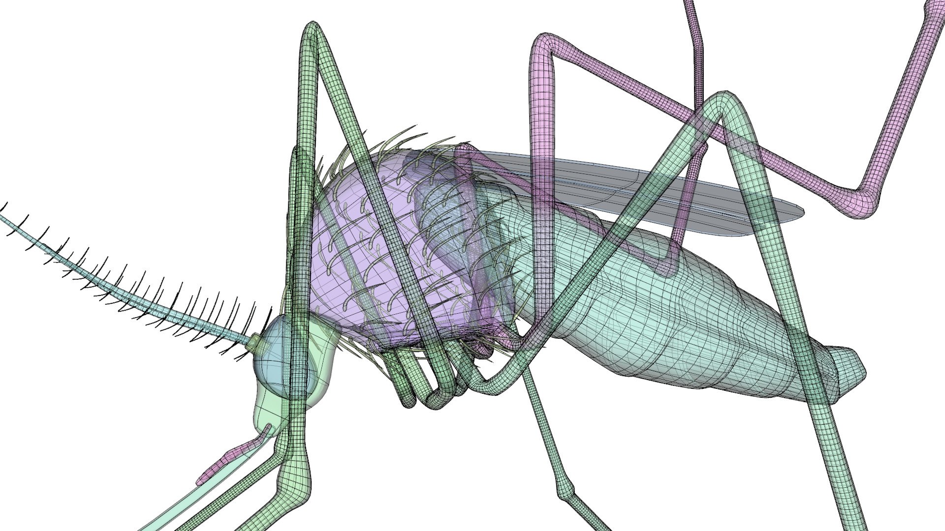 Mosquito Insect Invertebrate 3D - TurboSquid 1581796
