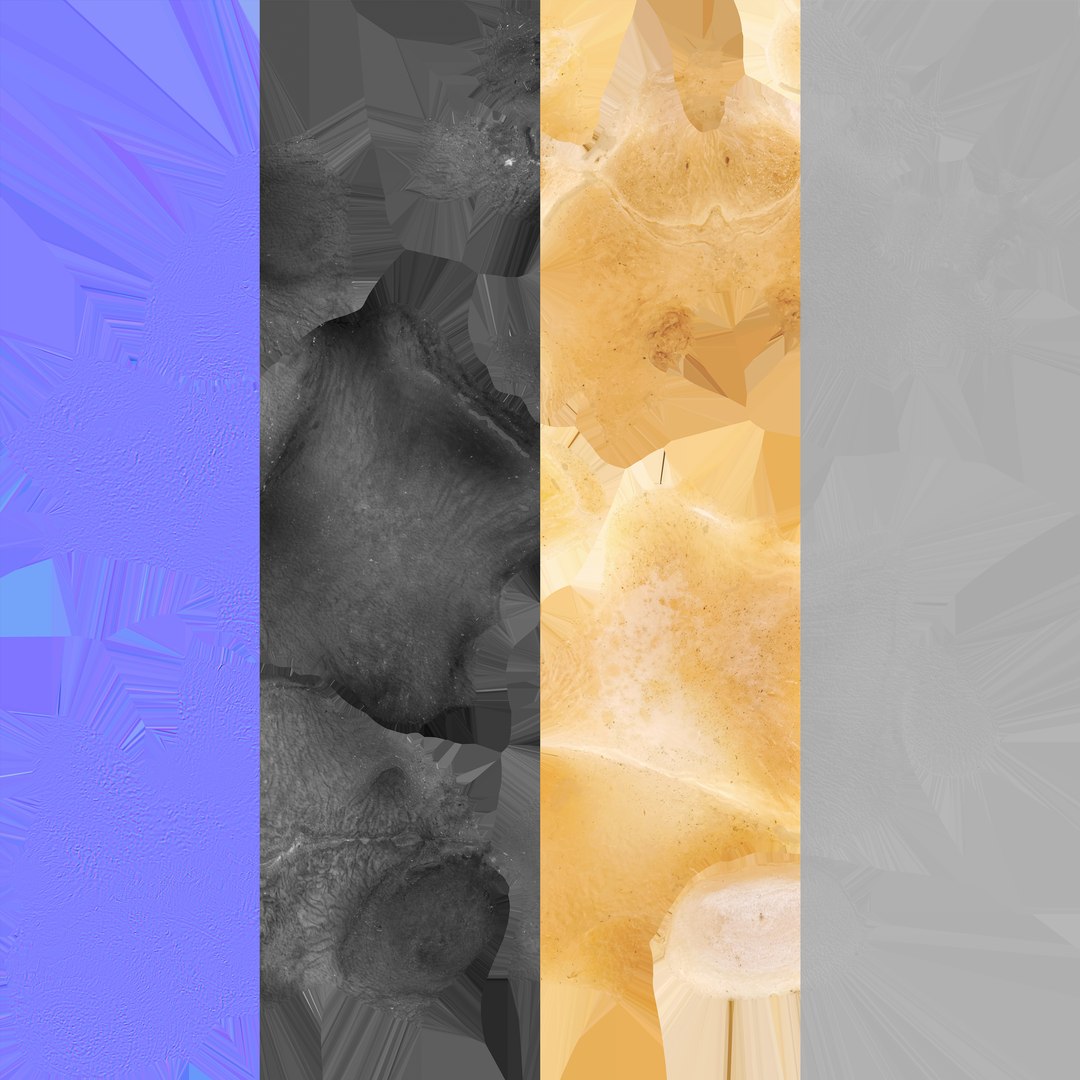 Kangaroo Red Necked Wallaby Cervical Vertebrae C2 Axis(1) 3D ...