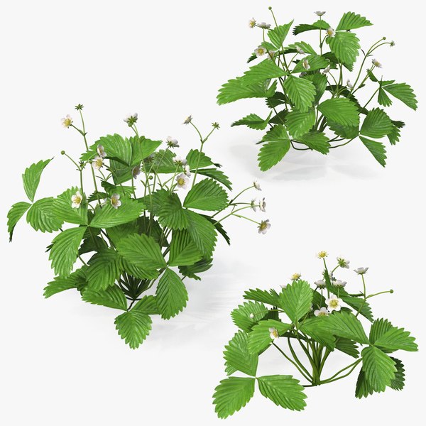 Plants Strawberry 3D Models for Download | TurboSquid