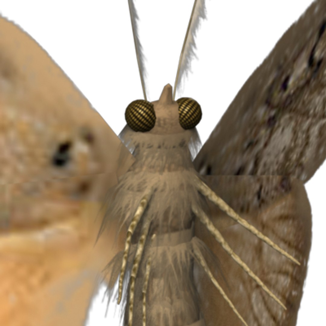 3d Model Gypsy Moth