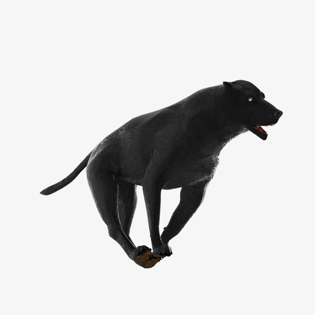3d Realistic Labrador Rigged Model