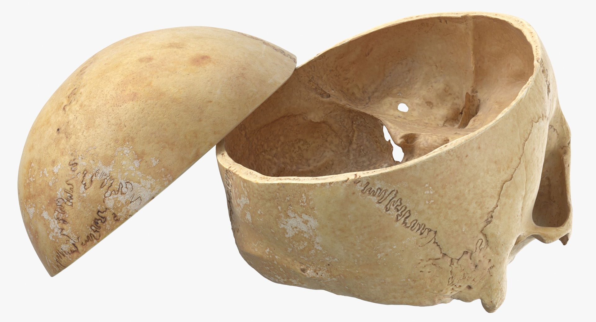 Human Open Skulls Collection Yellow - 4 models 3D model - TurboSquid ...