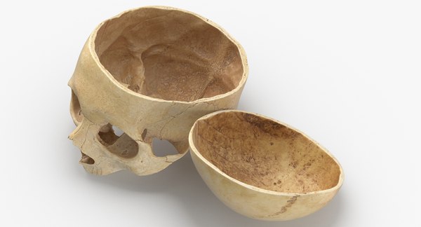 Human Open Skulls Collection Yellow - 4 models 3D model - TurboSquid ...