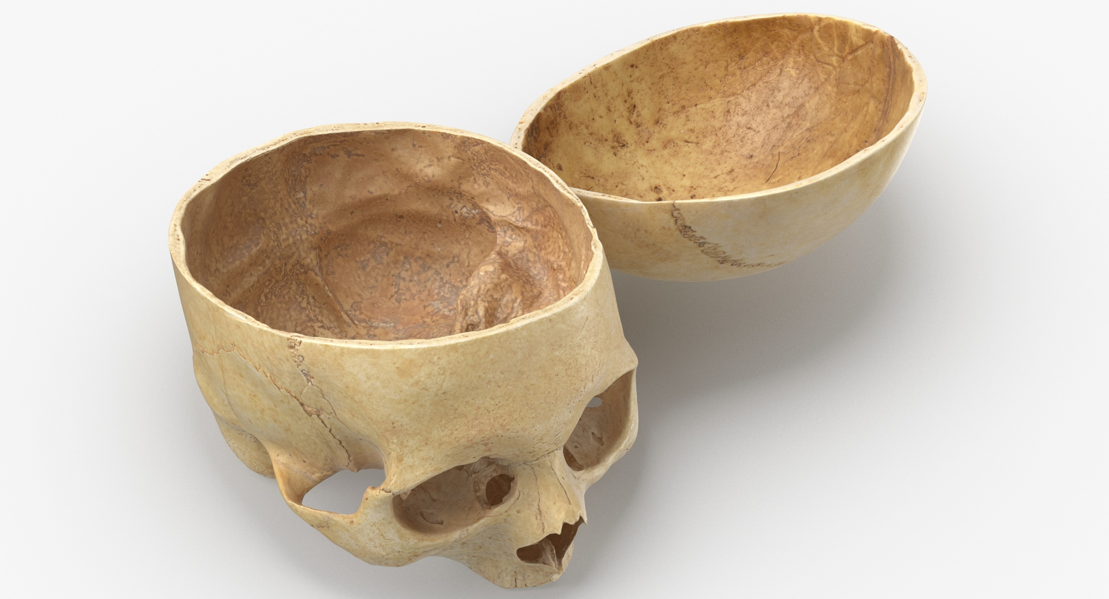 Human Open Skulls Collection Yellow - 4 models 3D model - TurboSquid ...