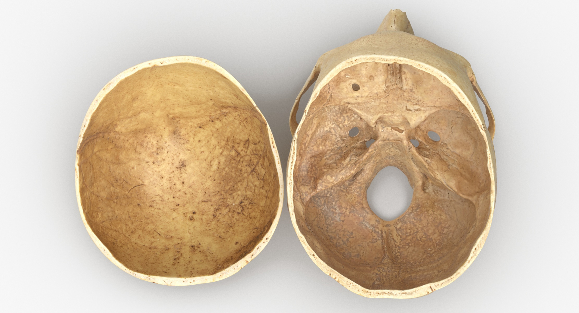 Human Open Skulls Collection Yellow - 4 models 3D model - TurboSquid ...