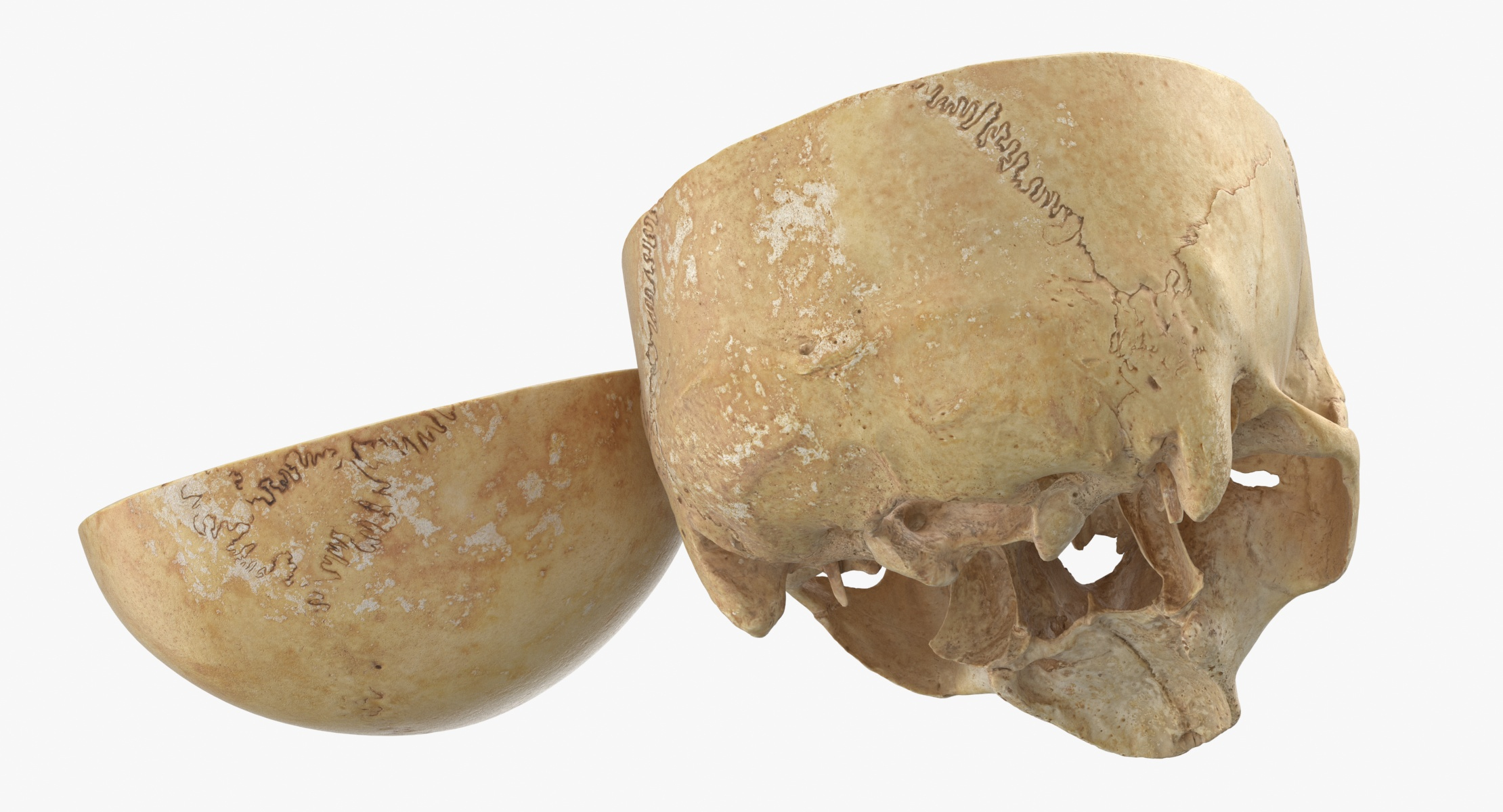 Human Open Skulls Collection Yellow - 4 models 3D model - TurboSquid ...