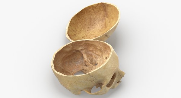 Human Open Skulls Collection Yellow - 4 models 3D model - TurboSquid ...
