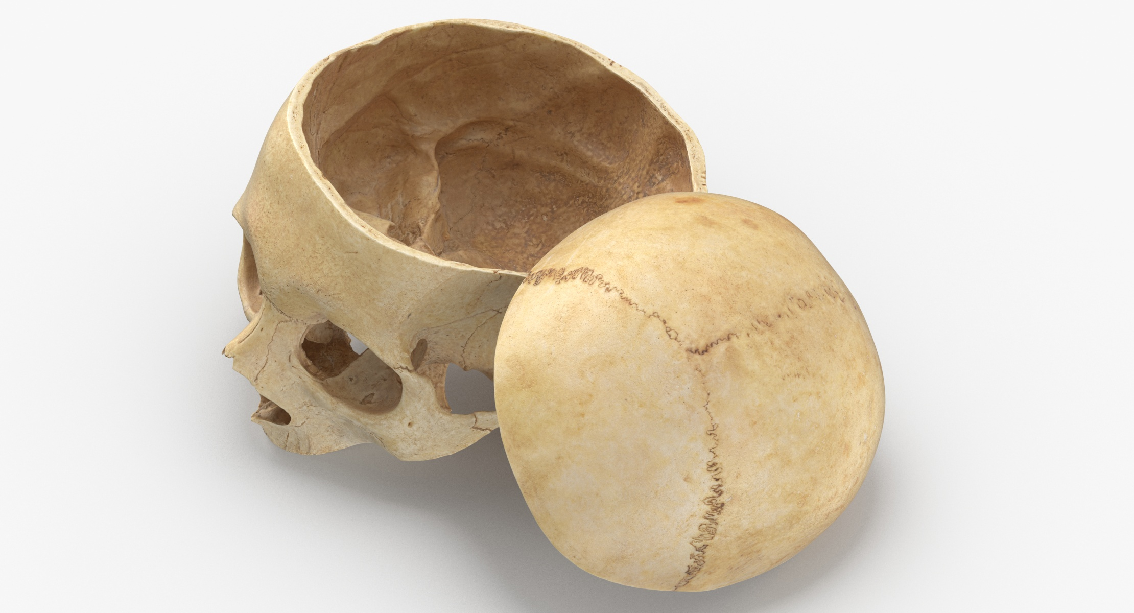 Human Open Skulls Collection Yellow - 4 models 3D model - TurboSquid ...