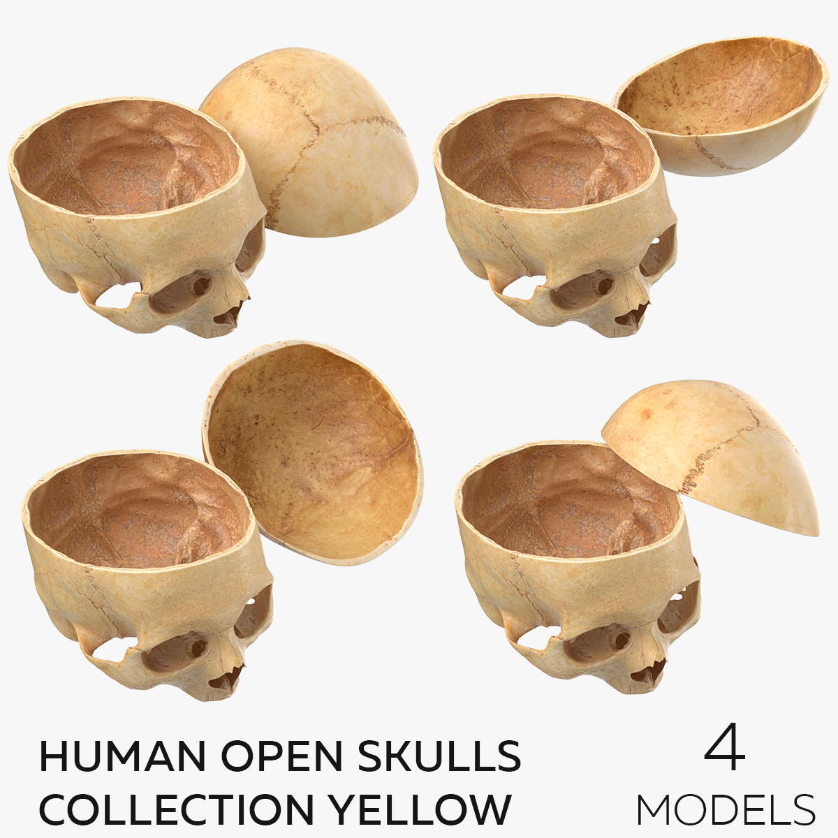 Human Open Skulls Collection Yellow - 4 款3D模型 - TurboSquid 1746584
