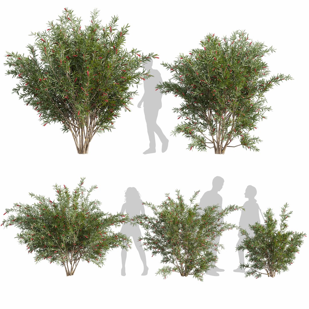 3D Collection Plant Vol 594 - Hakea - Francisian - Tree - 3Ds Max - Cinema 4D - TurboSquid 2279550