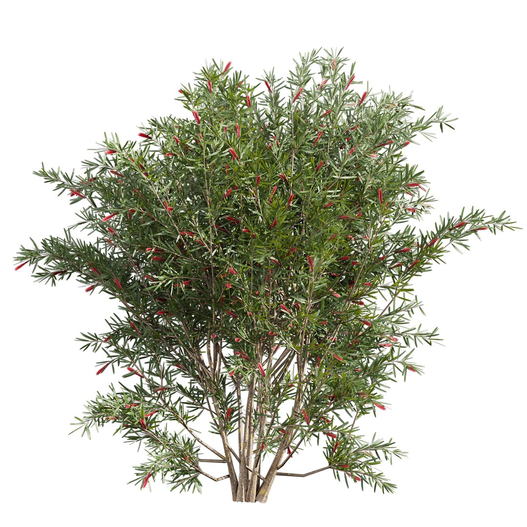 3D Collection Plant Vol 594 - Hakea - Francisian - Tree - 3Ds Max ...