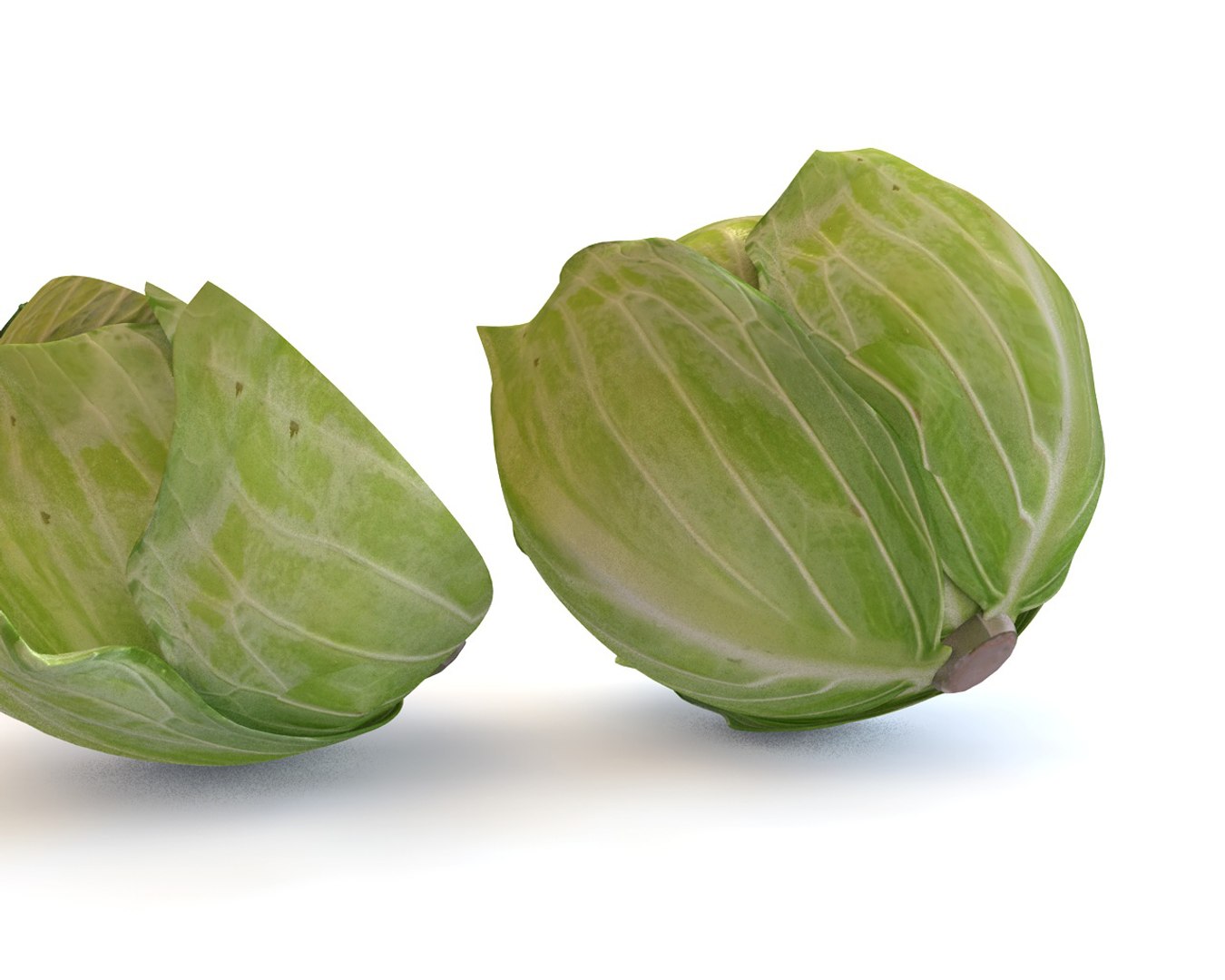 Cabbage 3D Model - TurboSquid 1544474
