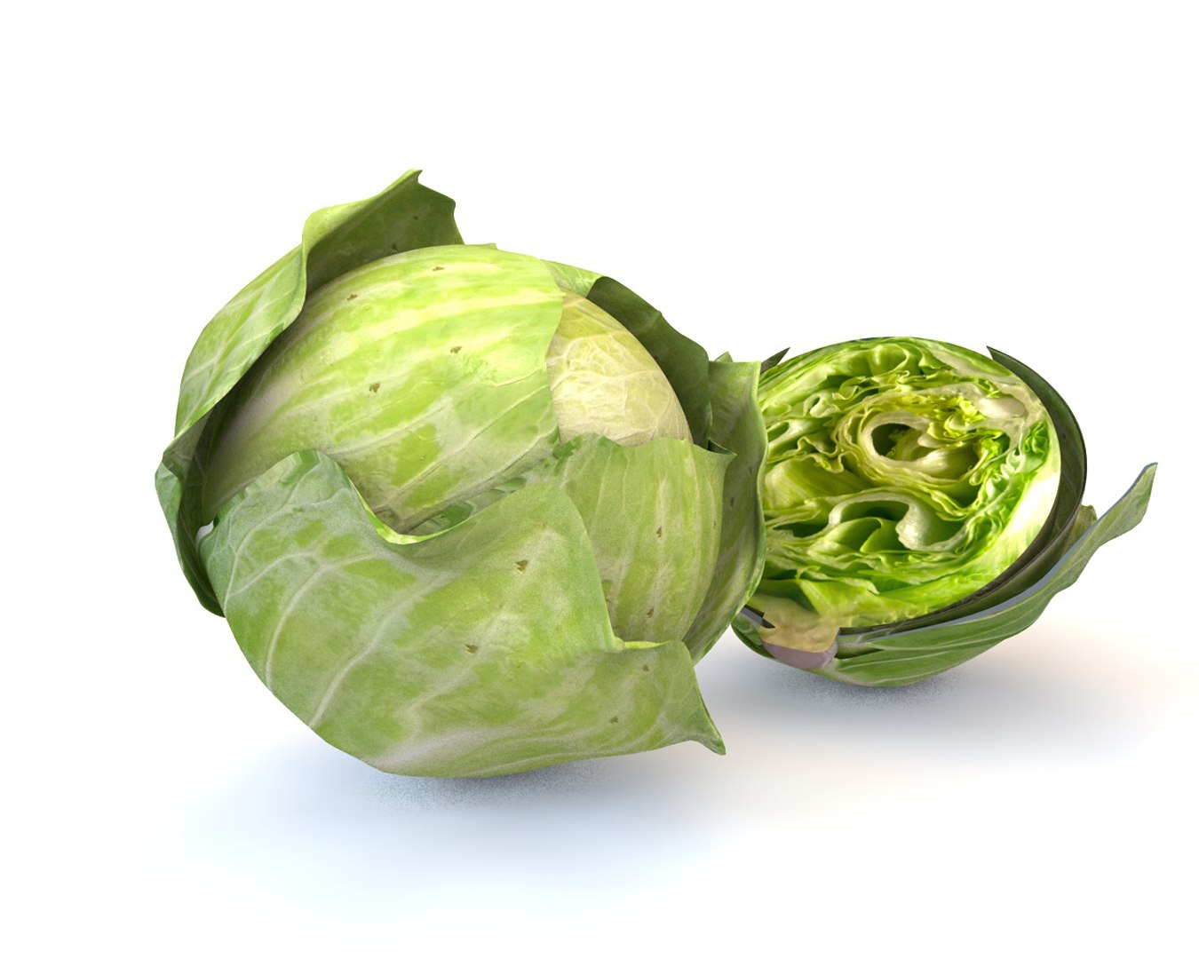 Cabbage 3D Model - TurboSquid 1544474